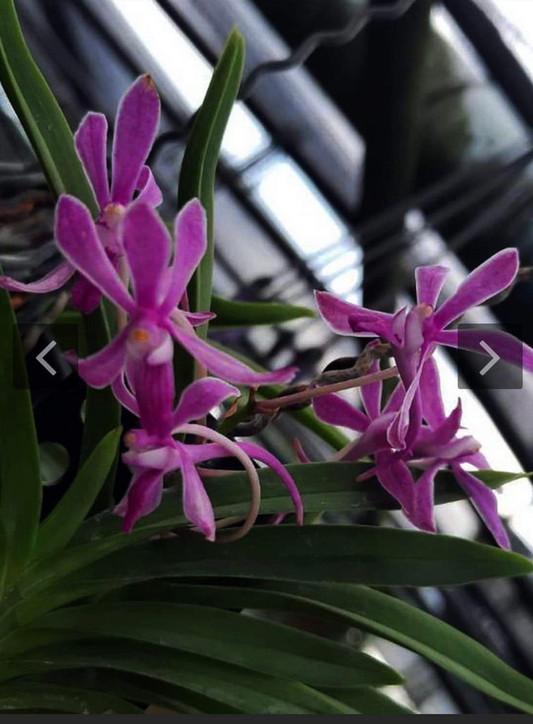 Vandachostylis Lou Sneary x Blue Fairy (FRAGRANT) – Orchid Classics