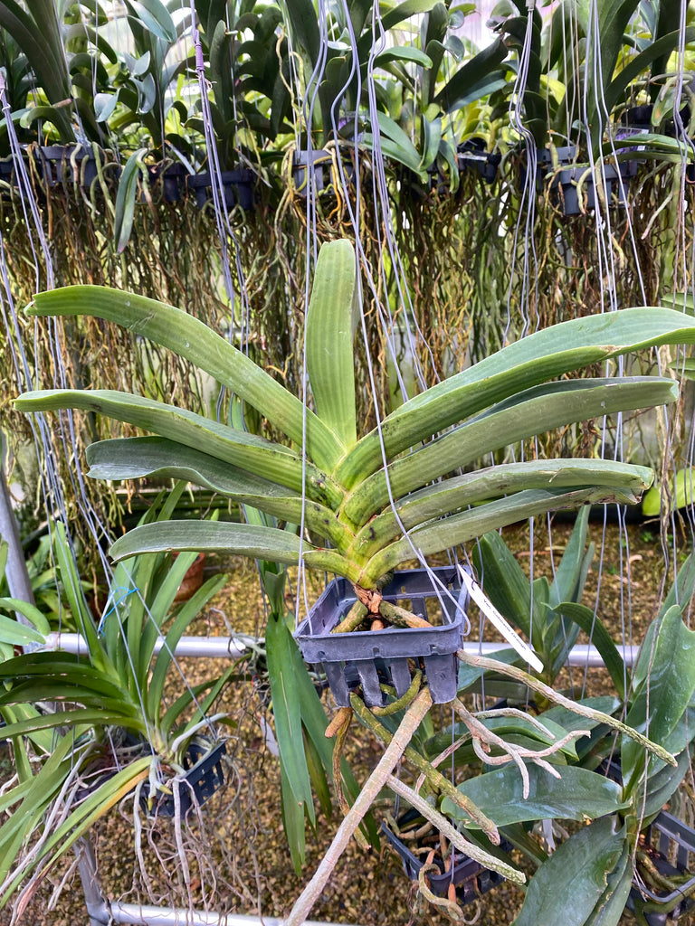 Rhynchostylis gigantea ‘Orange’ (Spike) – Orchid Classics