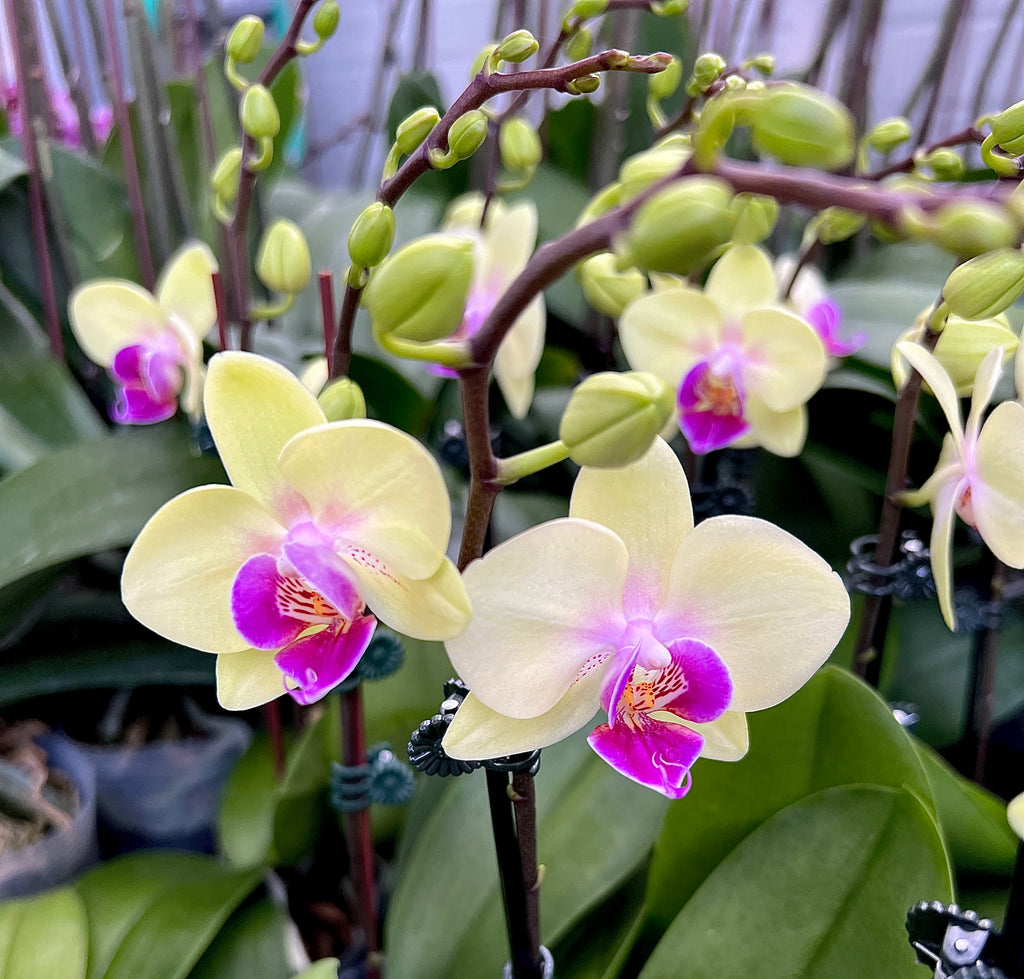 Phalaenopsis Ox Little Green Plum “Ox 3082” – Orchid Classics