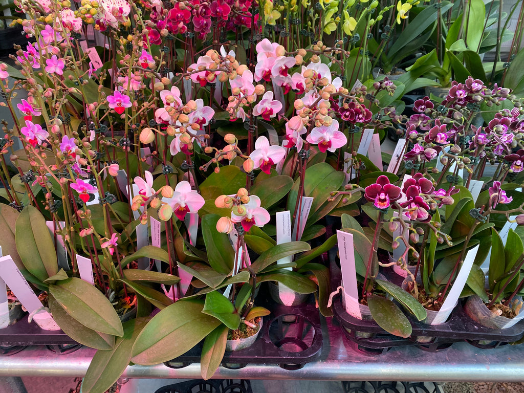 Miniature Phalaenopsis collection. – Orchid Classics