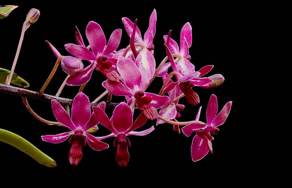 Vandachostylis Pinky (Rhynchostylis gigantea (dark red) X Vanda (Neofi ...