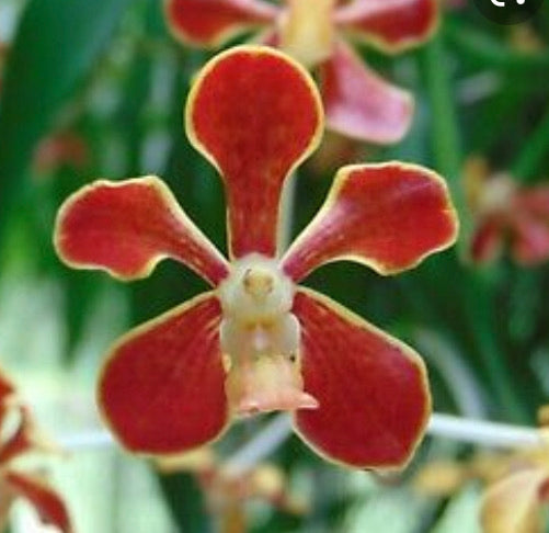 Vanda mariae Phillippines ,species – Orchid Classics