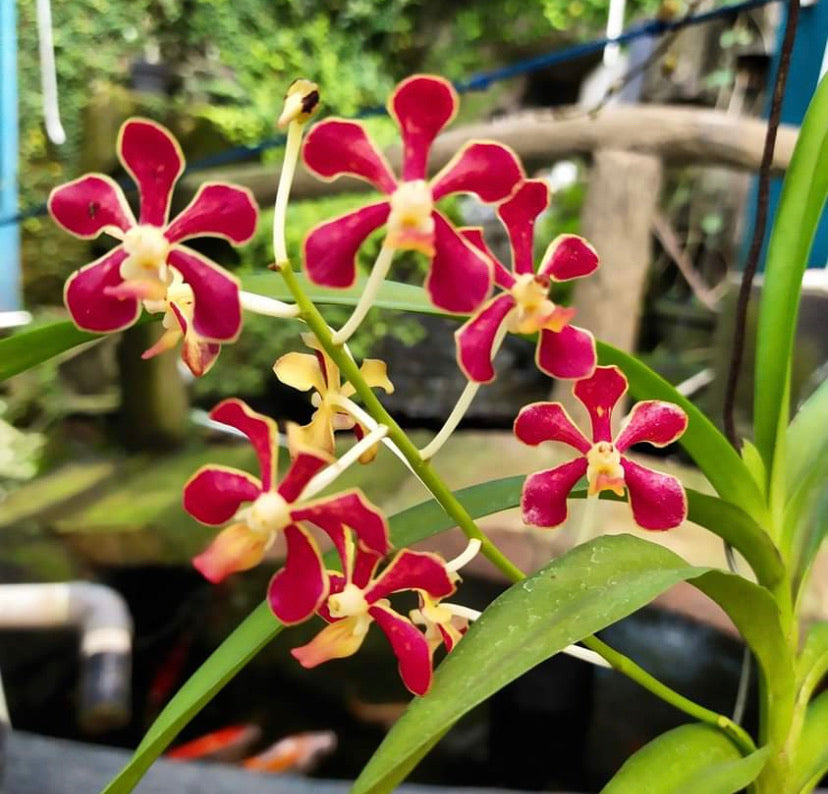 Vanda mariae Phillippines ,species – Orchid Classics