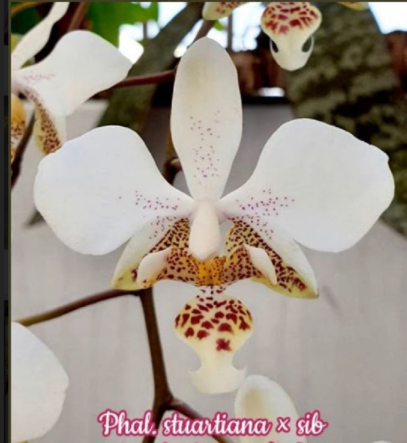Phalaenopsis stuartiana x sib. – Orchid Classics