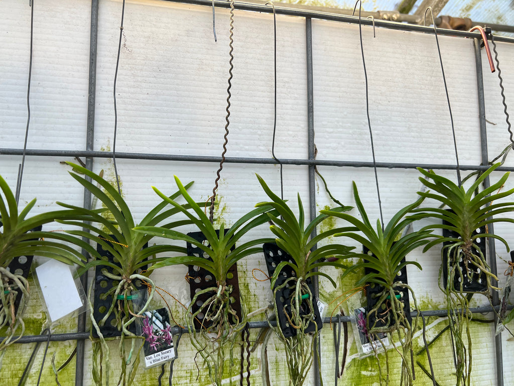 Vandachostylis Lou Sneary x Blue Fairy (FRAGRANT) – Orchid Classics