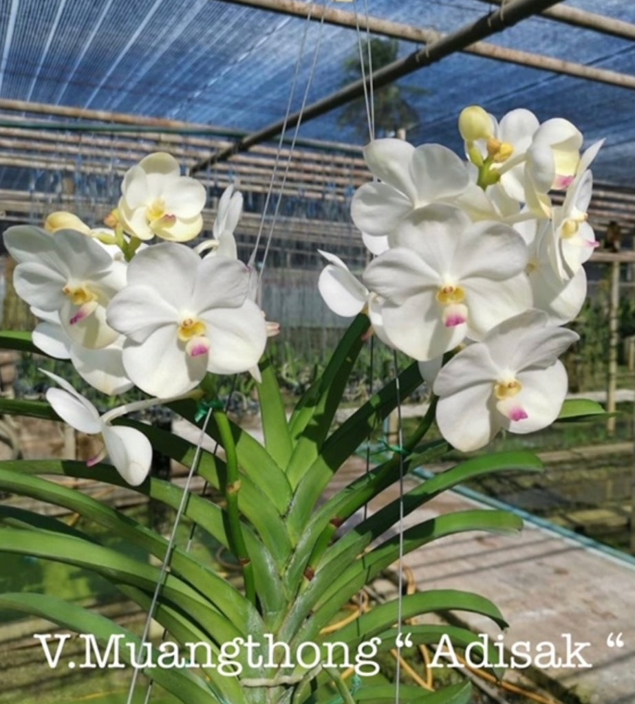 Vanda Muangthong ‘Adisak’ – Orchid Classics