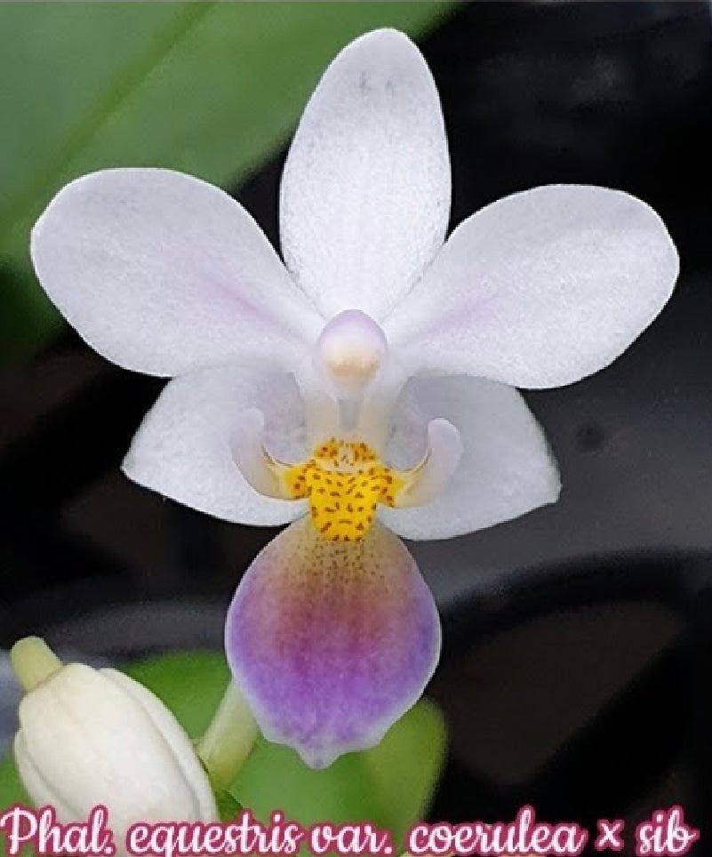 Phalaenopsis equestris var. coerulea x sib. – Orchid Classics