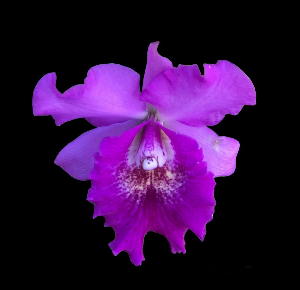 Pot. Hsinying Pink Doll "Hsinying" – Orchid Classics