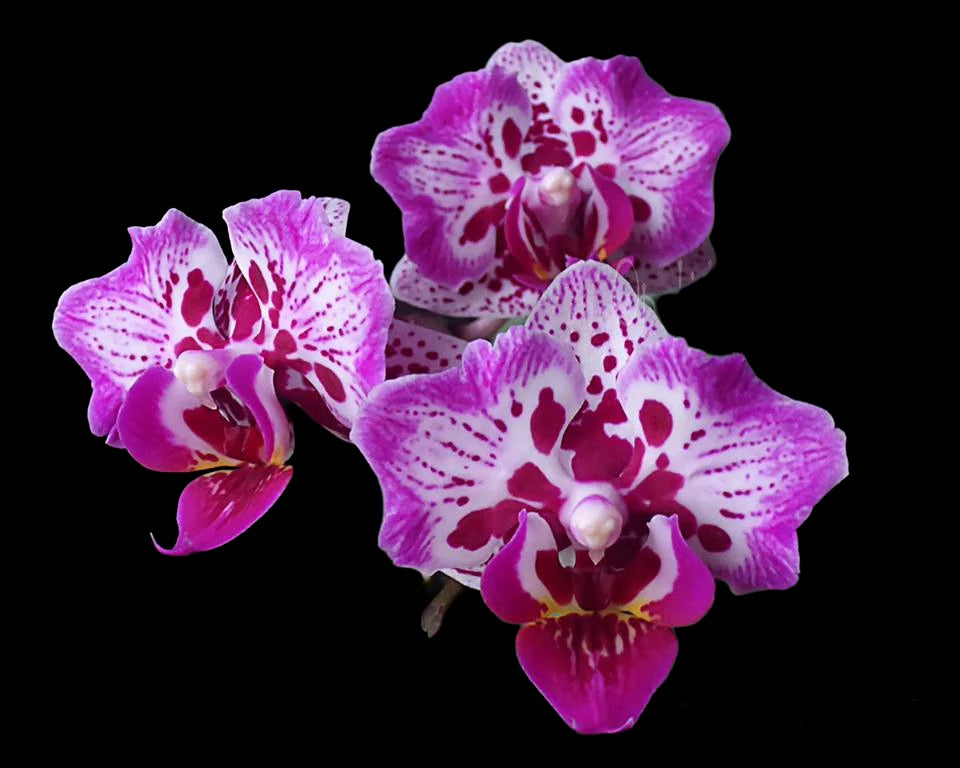 Phalaenopsis Formosa Cranberry ’Wilson’ – Orchid Classics