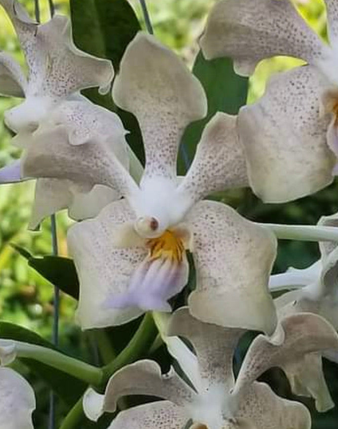 Vanda Ben Fantasy (Vanda Violeta x Vanda denisoniana) – Orchid Classics