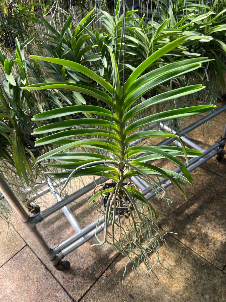 Vanda Violeta (VERY FRAGRANT) – Orchid Classics