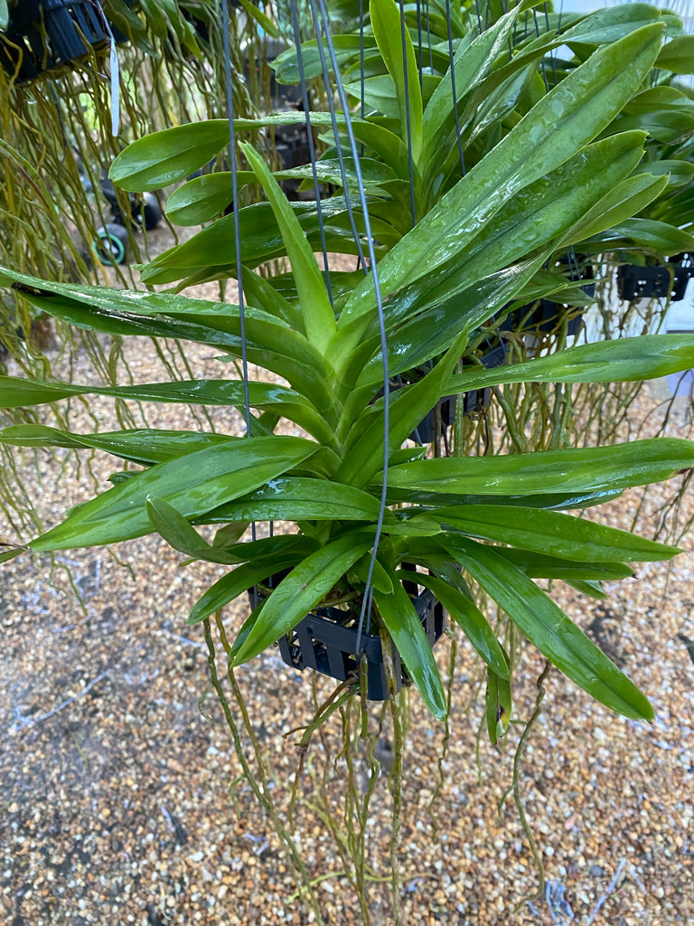 Vanda sumatrana sp. Sumatra – Orchid Classics