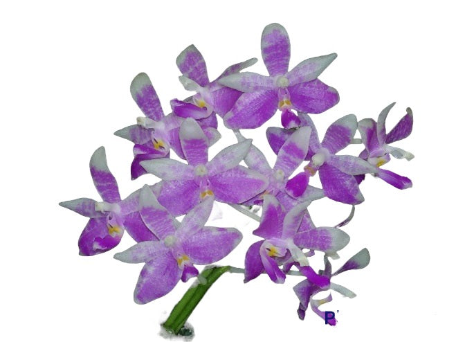 Phalaenopsis modesta sp. – Orchid Classics