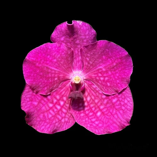 Vanda Junior Scott – Orchid Classics