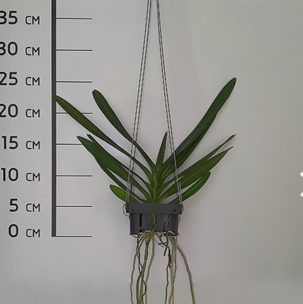 Aerides cootesii x Vanda flabellata – Orchid Classics