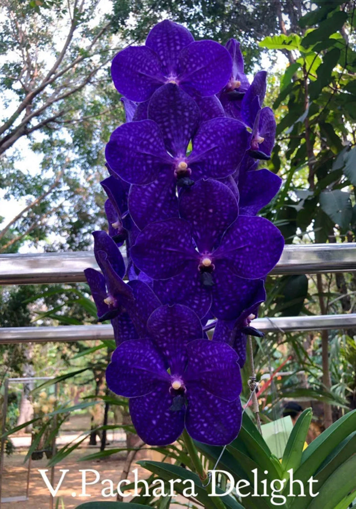 Vanda Pachara Delight ( Dark clone) XL size plants – Orchid Classics