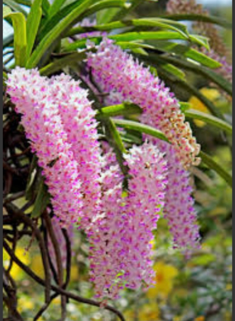 Rhynchostylis retusa – Orchid Classics
