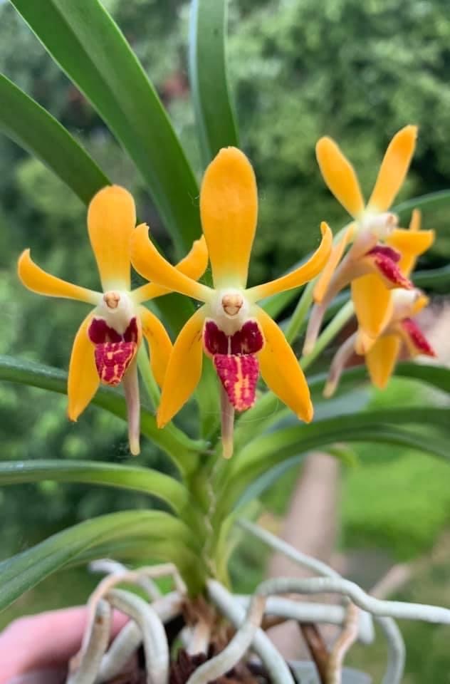 Vandofinetia Virgil (Yellow Red lip) – Orchid Classics