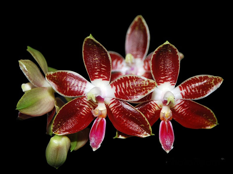 Phalaenopsis Corning-Ambo (Huge Plants in flower/spike!) ) – Orchid ...