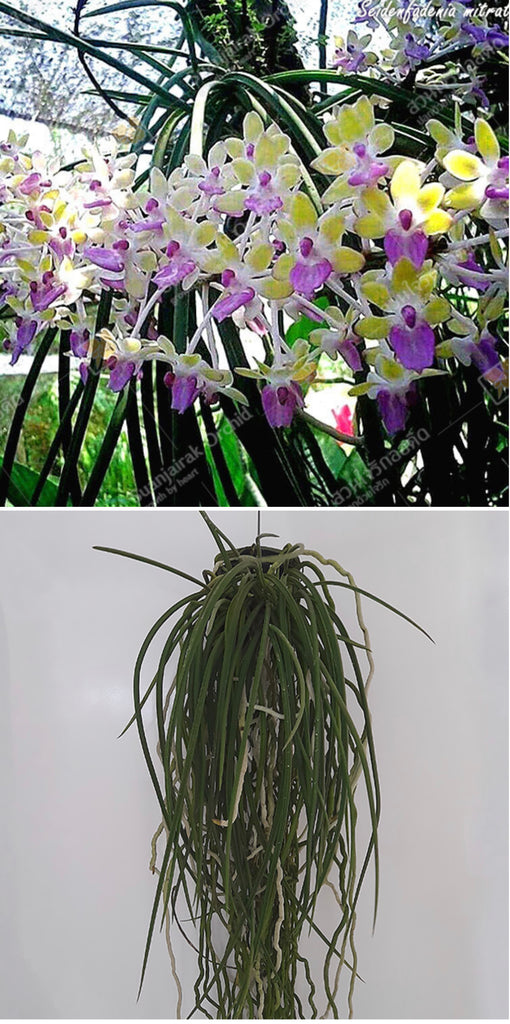 Seidenfadenia mitrata 'Yellow SPECIMEN SIZE – Orchid Classics