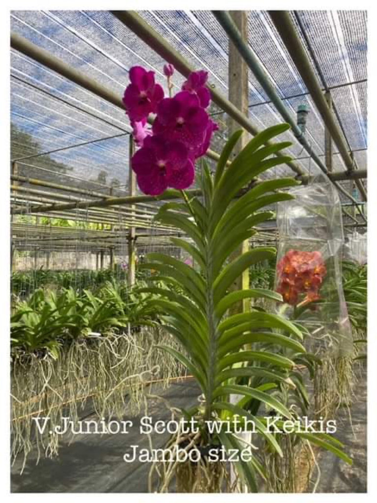 Vanda Junior Scott – Orchid Classics