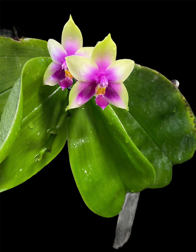 Phalaenopsis bellina x sib – Orchid Classics