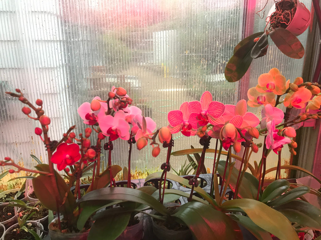 Miniature Phalaenopsis collection. – Orchid Classics