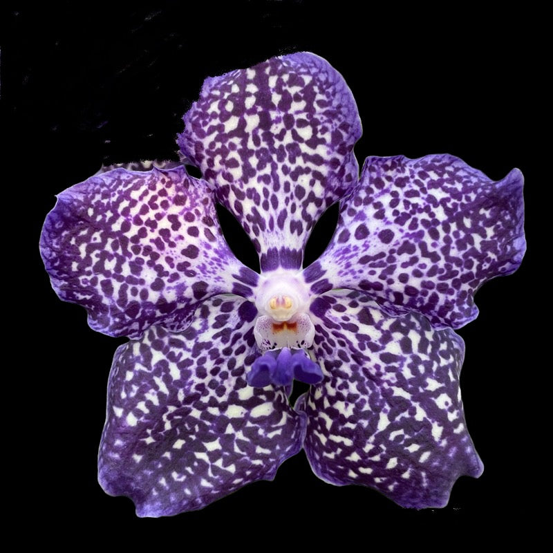 Vanda Gordon Dillon x Vanda Mimi Palmer (XL Plants)IN SPIKE! – Orchid ...