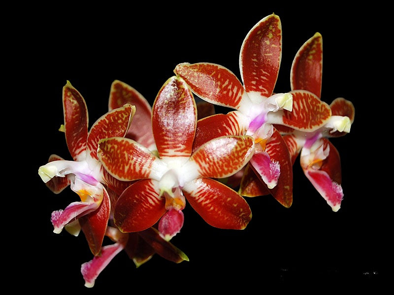 Phalaenopsis Corning-Ambo (Huge Plants in flower/spike!) ) – Orchid ...