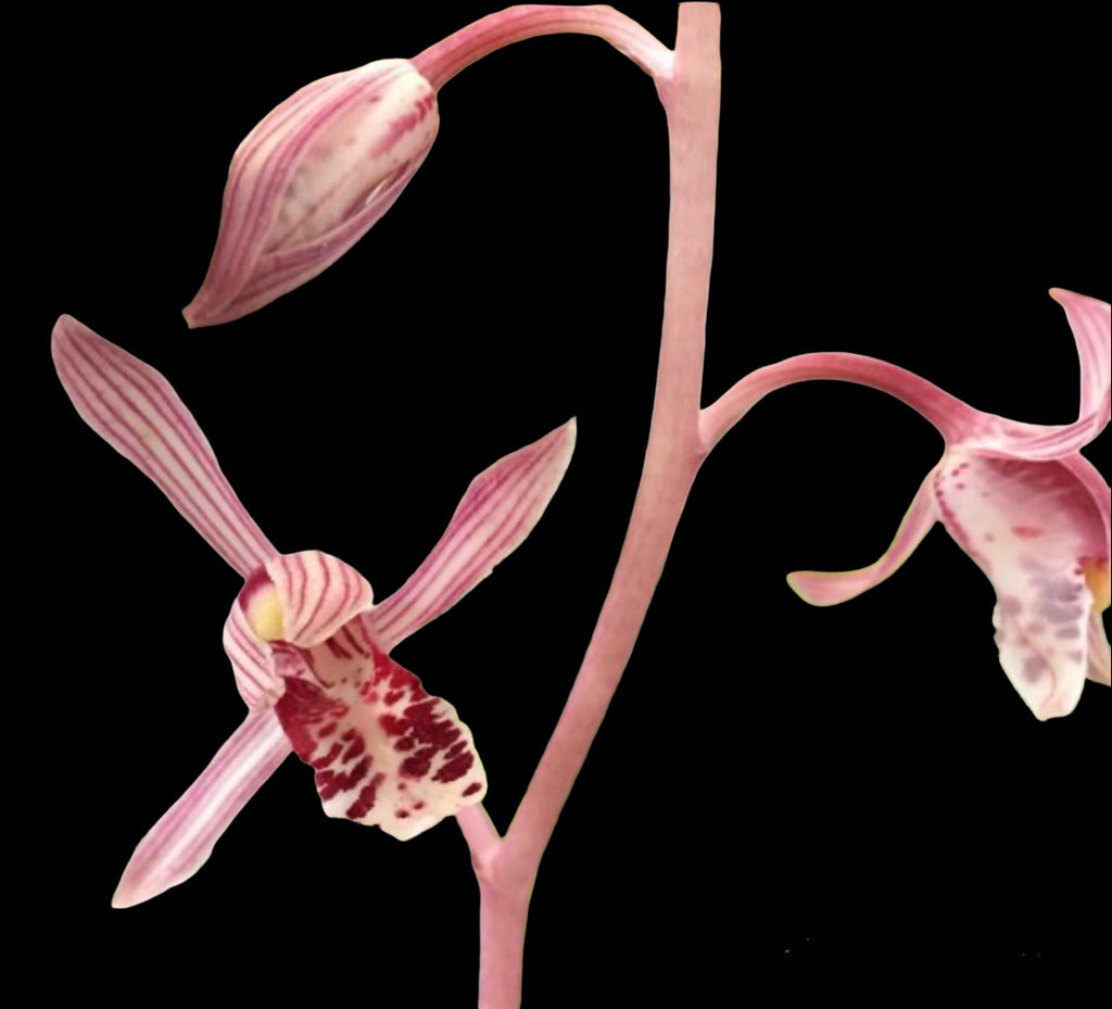 Cymbidium sinense ‘Tao Ji’ – Orchid Classics